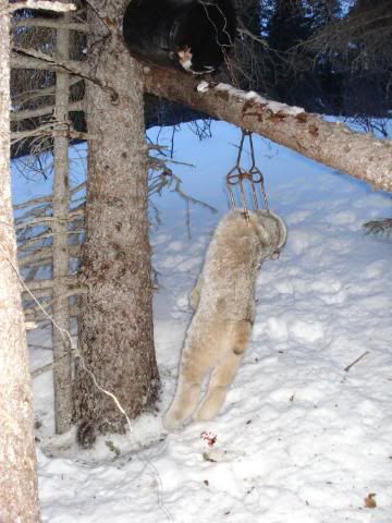 wolverine set question - Trapperman Forums